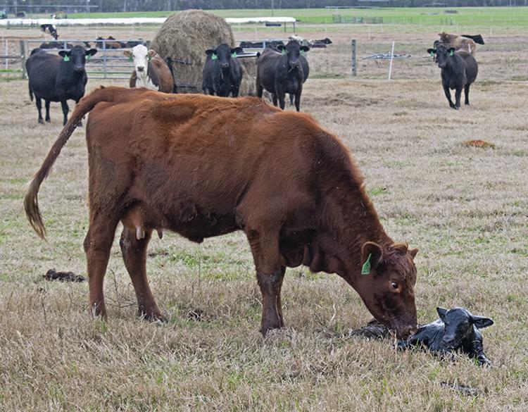 The Calving Process – Understanding the Three Stages of Parturition ...