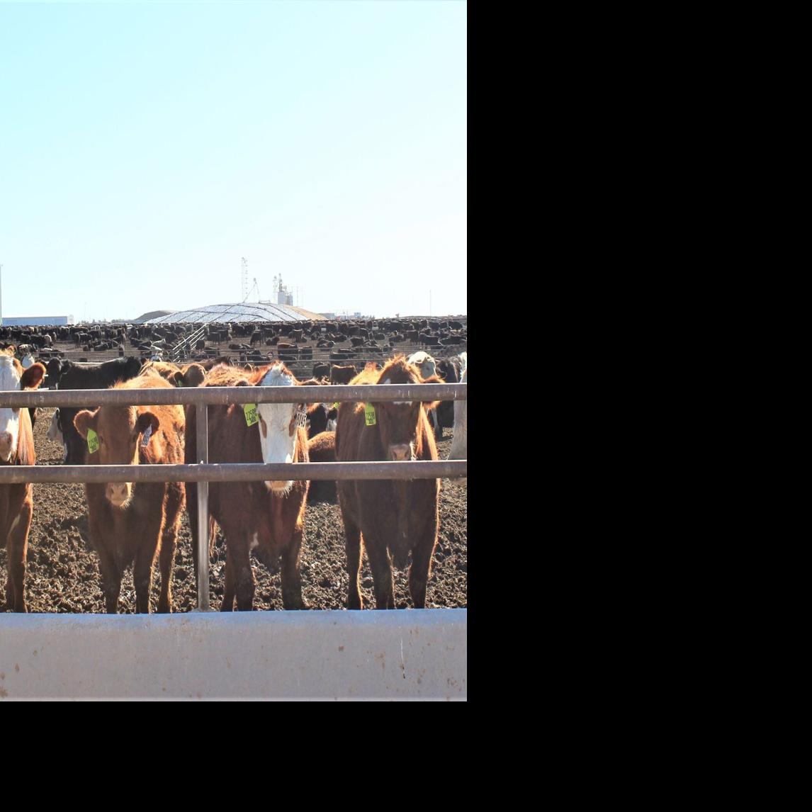 Industry News | feedlotmagazine.com