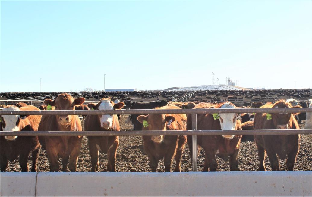 Moldy Feed and the Potential Effects on Cattle | Management ...