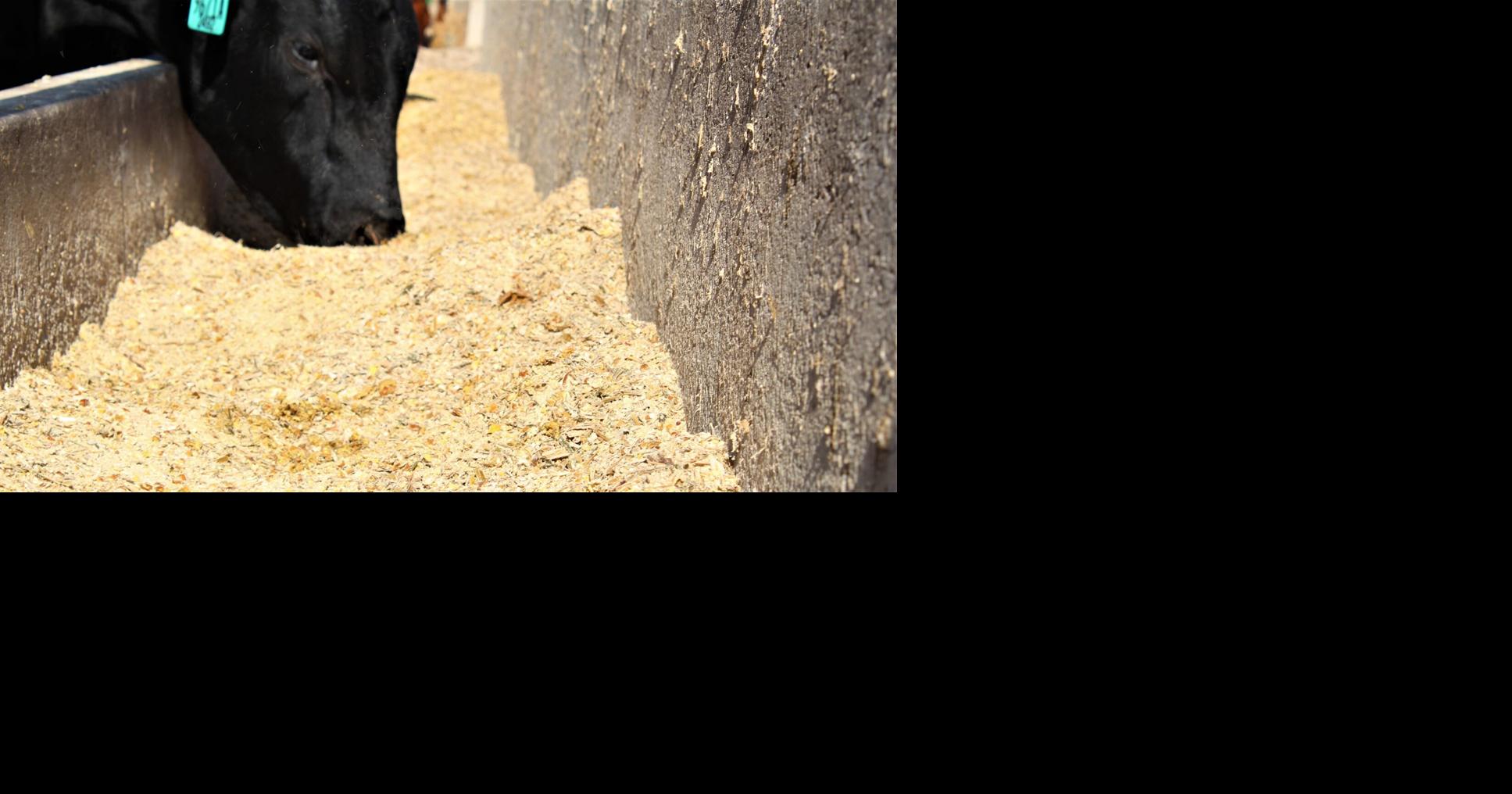 Cattle Markets Rebound Sharply in Front of Cattle on Feed -- 03/20/26 ...