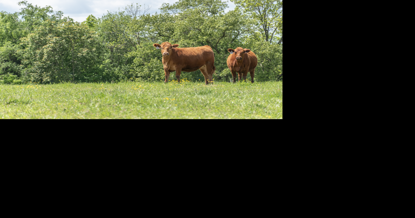 What Every Producer Should Know About Judicious Antibiotic Use ...
