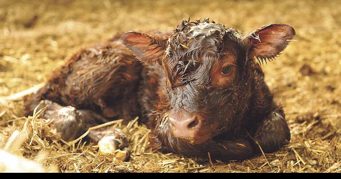 Rewarming Cold Calves | Cow/Calf Corner | feedlotmagazine.com