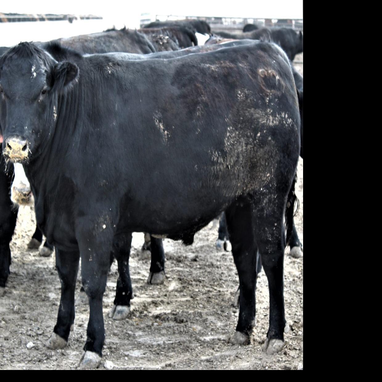 Feedlot Special | feedlotmagazine.com