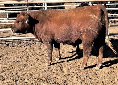 Tracheal Edema Syndrome of Feeder Cattle | Feedlot Special ...
