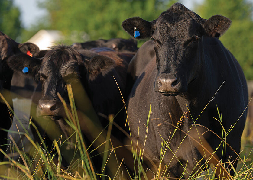The Beef Industry Welcomes Heightened Technology | Beef News ...