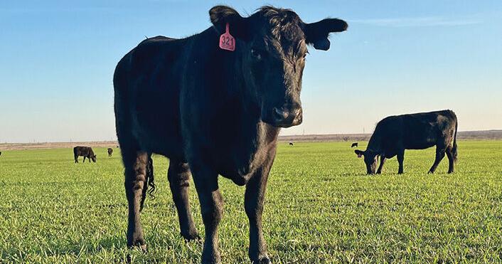 Cow-Calf Producers Weigh Options for Herd Replacements | Cow/Calf ...