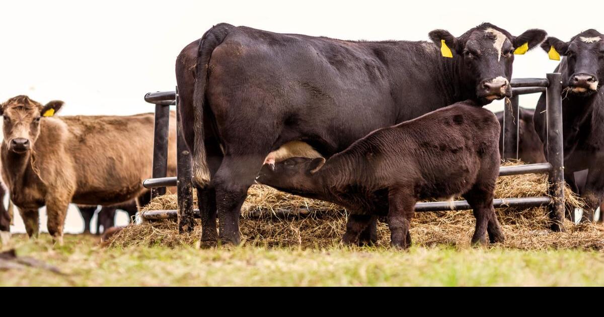 Revisiting Grass Tetany and Magnesium Deficiency | Management ...
