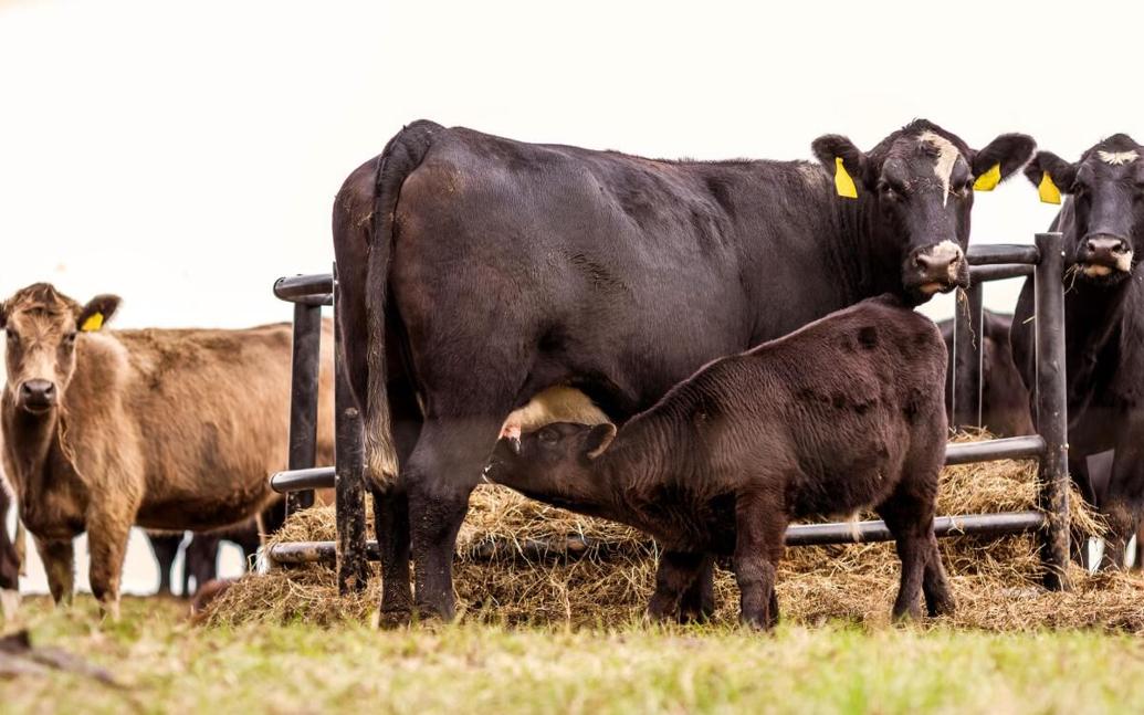 Implanting Nursing Calves | Cow/Calf Corner | feedlotmagazine.com