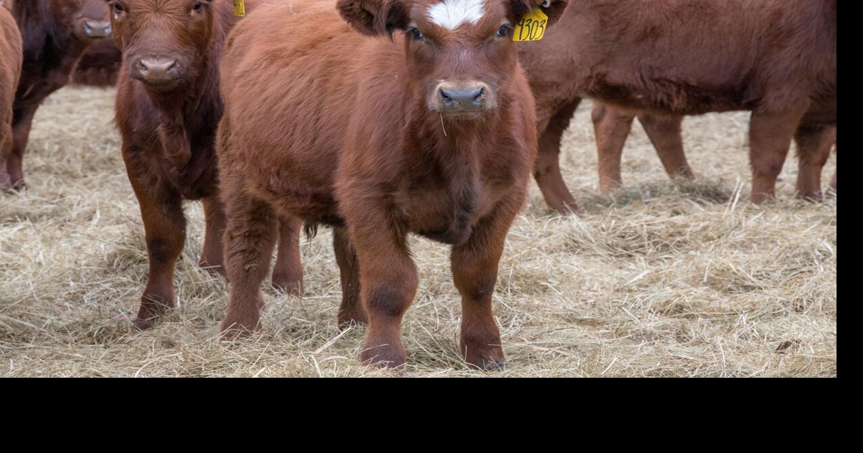 Single Trait EPDs vs. EPD Indexes vs. Production Ratios | Cow/Calf ...