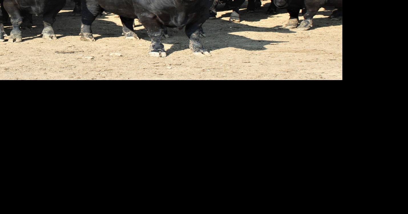 Ground Beef Demand Continues Strong | Industry News | feedlotmagazine.com