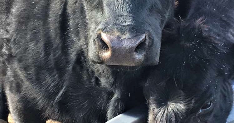 Cull Cows & Beef Production | Industry News | feedlotmagazine.com