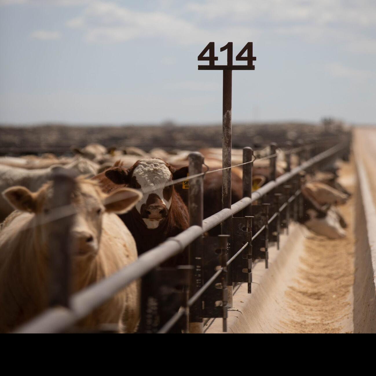 Feedlot Special | feedlotmagazine.com
