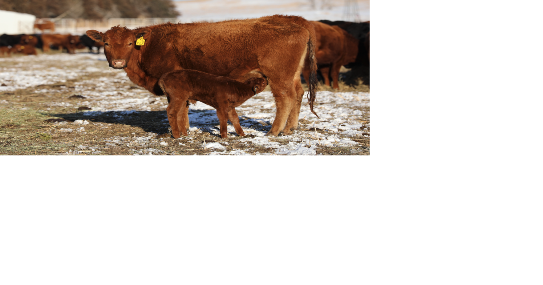 Tips for Managing Calving in Muddy Conditions | Cow/Calf Corner ...