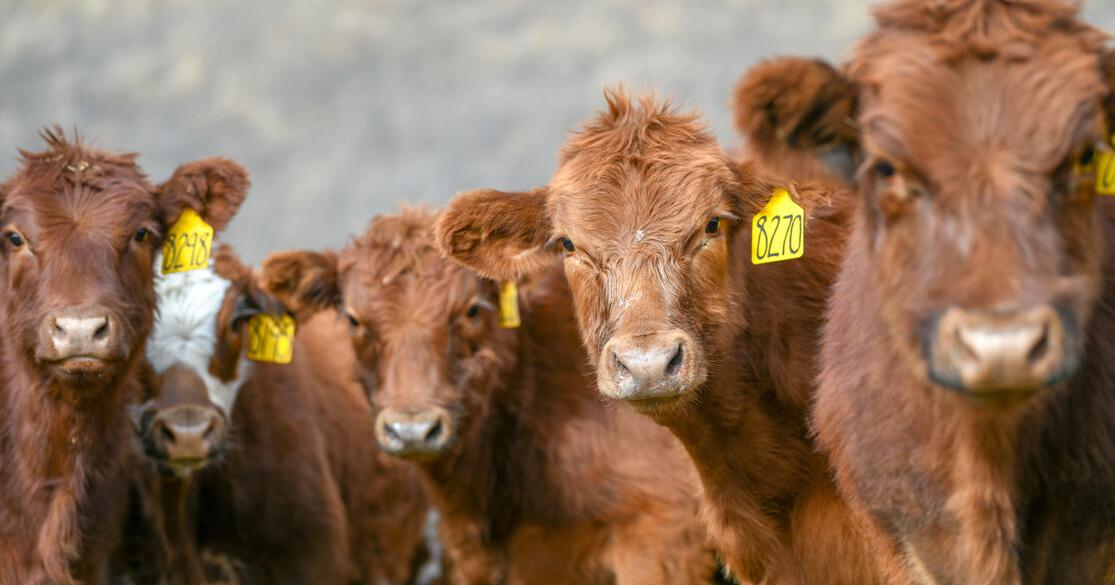 Feed Prices Favor Limit-Feeding Stockers a High Energy Diet | Stocker ...