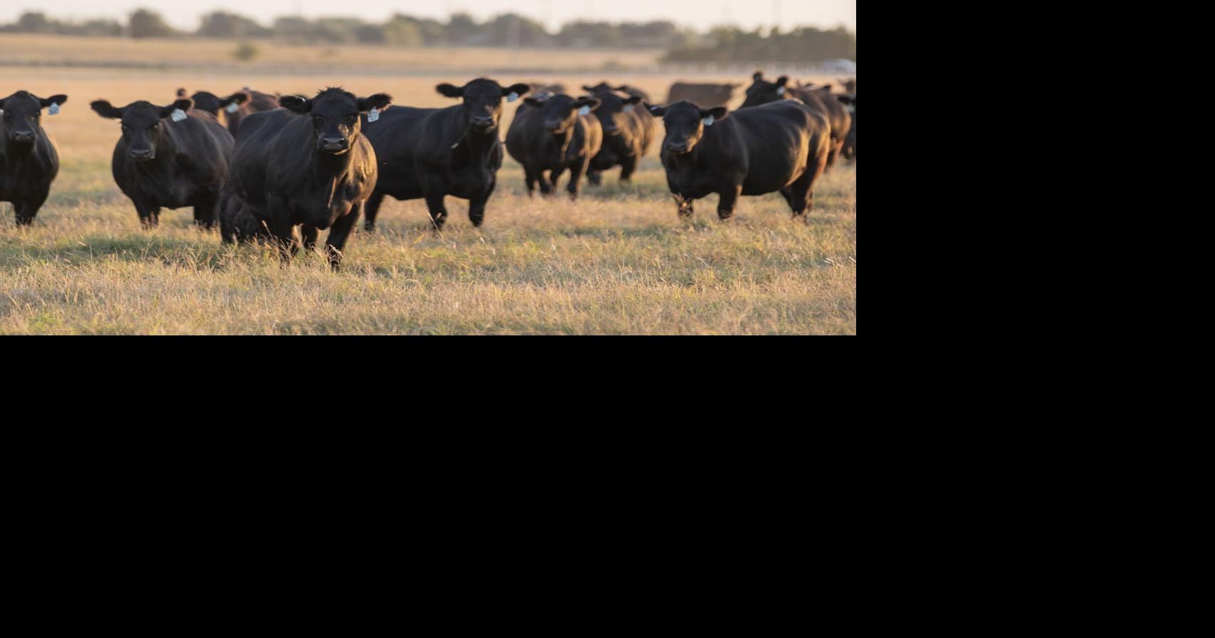 Marbling, Feet and Fertility: Are They Related? | Cow/Calf Corner ...
