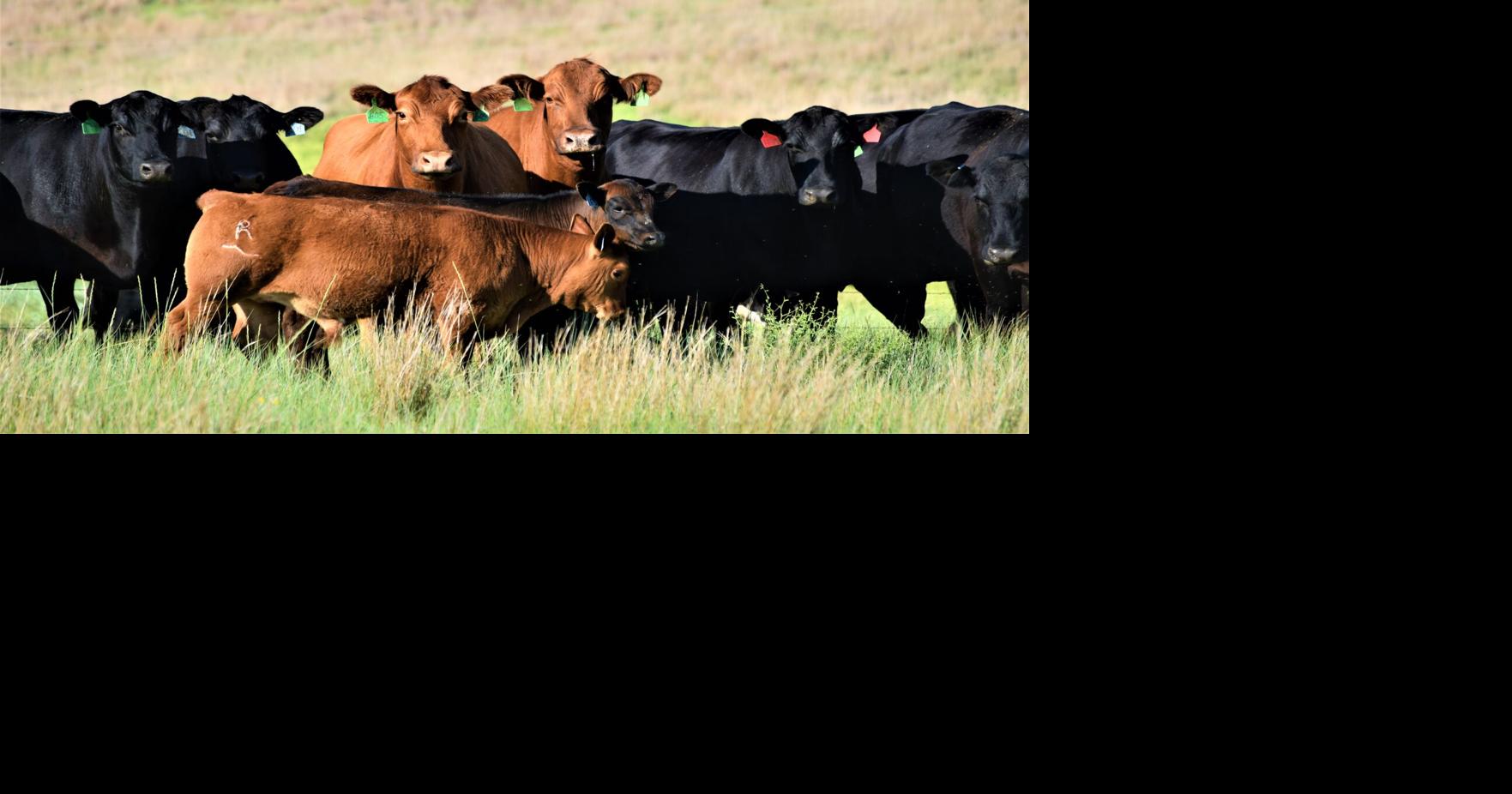 Be Prepared for More Open Cows | Cow/Calf Corner | feedlotmagazine.com
