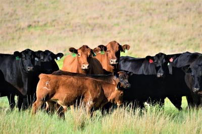 Be Prepared for More Open Cows | Cow/Calf Corner | feedlotmagazine.com