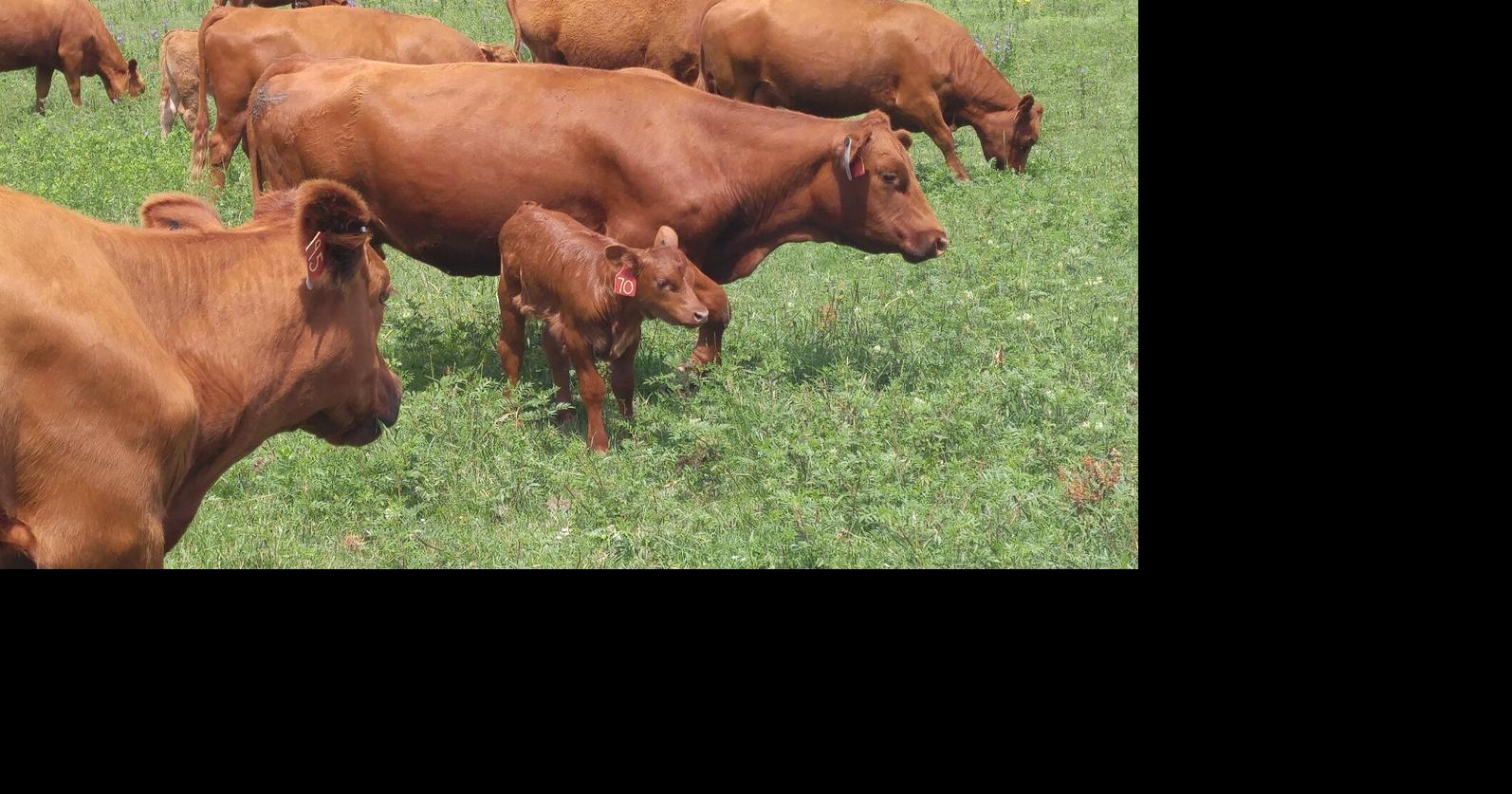 How Are They Shedding? | Cow/Calf Corner | feedlotmagazine.com