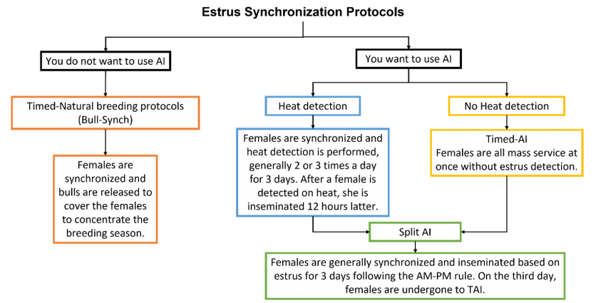 Estrus Pre Synchronization Synchronization Or Re Synchronization Programs For Beef Cattle