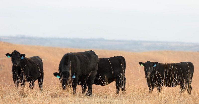 When Early Calving is Actually Late-Term Abortion | Cow/Calf Corner ...