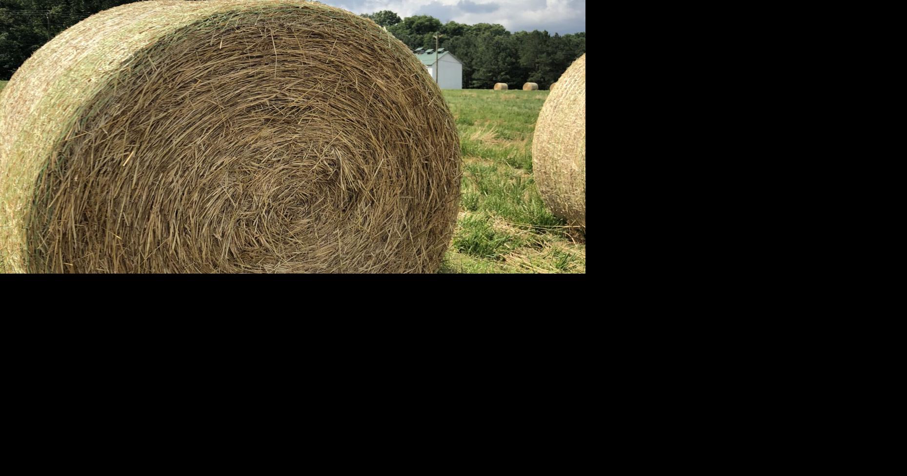 Cattle Nutrition: Hay Season is Upon Us! | Management | feedlotmagazine.com