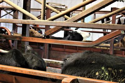 Facilities and Avoiding Injury When Working Cattle | Feedlot Special ...