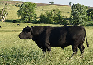 Bull Rental and Lease Guide Available from Iowa Beef Center | Cow/Calf ...