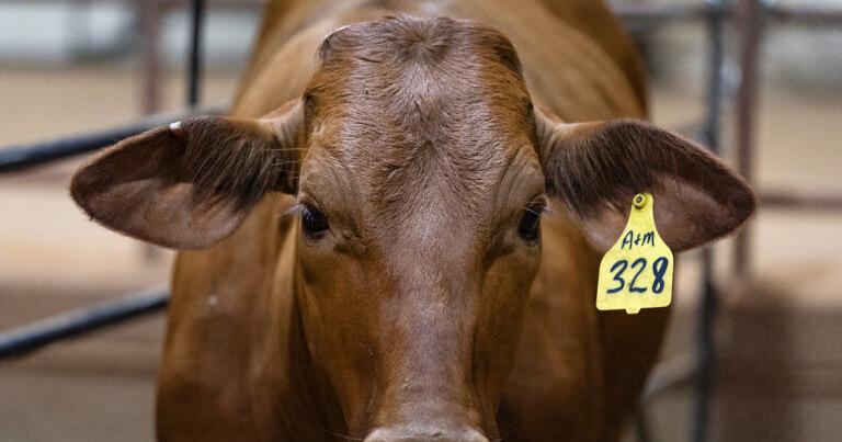 Big Country Beef Cattle Conference Set Aug. 24 in Abilene | Cow/Calf ...