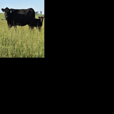 NCBA and PLC Denounce BLM's New Public Lands Rule | Industry News ...