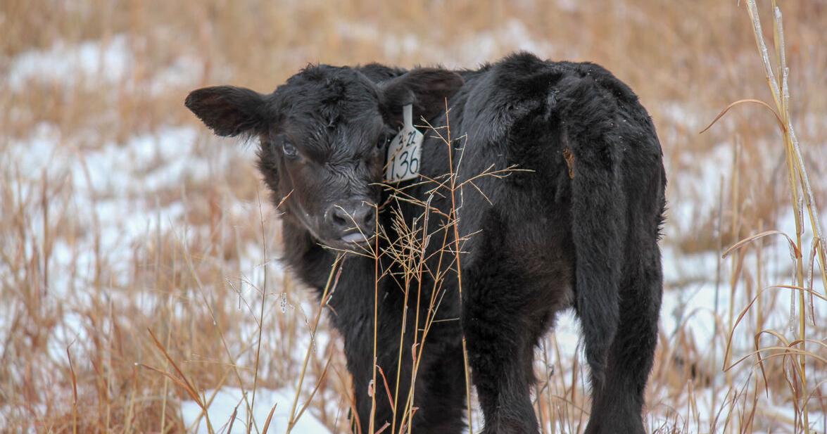 Temperature Variation and Baby Calf Health | Cow/Calf Corner ...