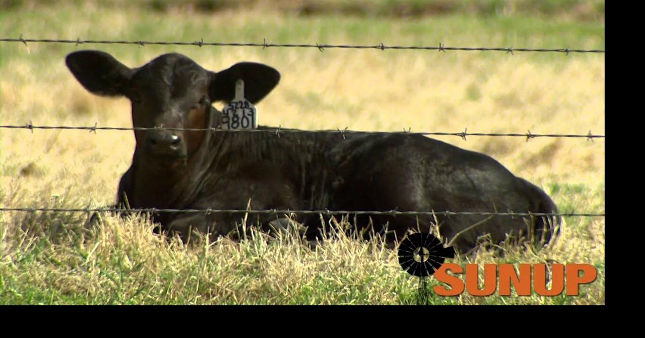 Cow-Calf Corner | News | feedlotmagazine.com