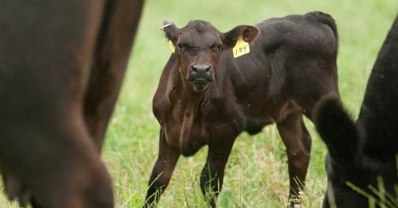 The 3 stages of parturition (calving) | Cow/Calf Corner ...