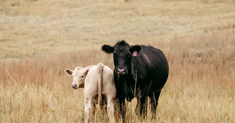 Cattle Genomics: Genomic Terminal Crossbreeding as a Solution to ...