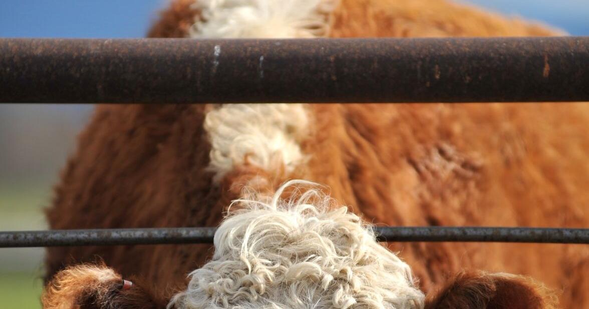 Cattle Chat: Strategy for Increasing Feed Efficiency for Cows | Cow ...