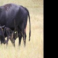 Should We Keep a Cow That Fails to Do Her Job? | Cow/Calf Corner ...