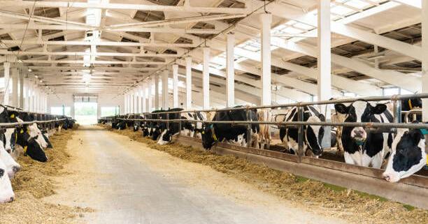 CDC Confirms Bird Flu in One Person; Poultry, Ruminant Experts Warn of ...