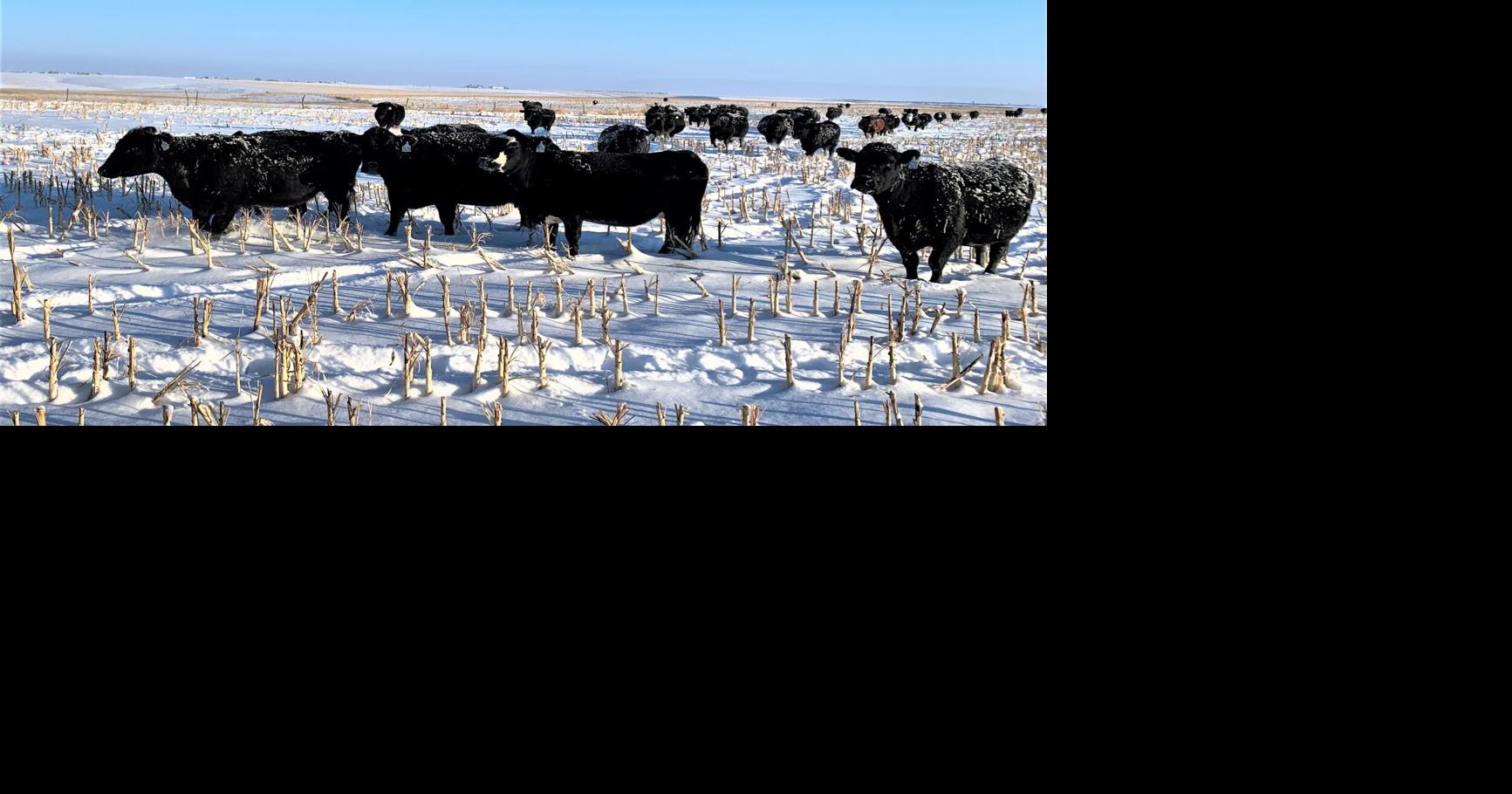 Keys for Corn Stalk Grazing | Cow/Calf Corner | feedlotmagazine.com