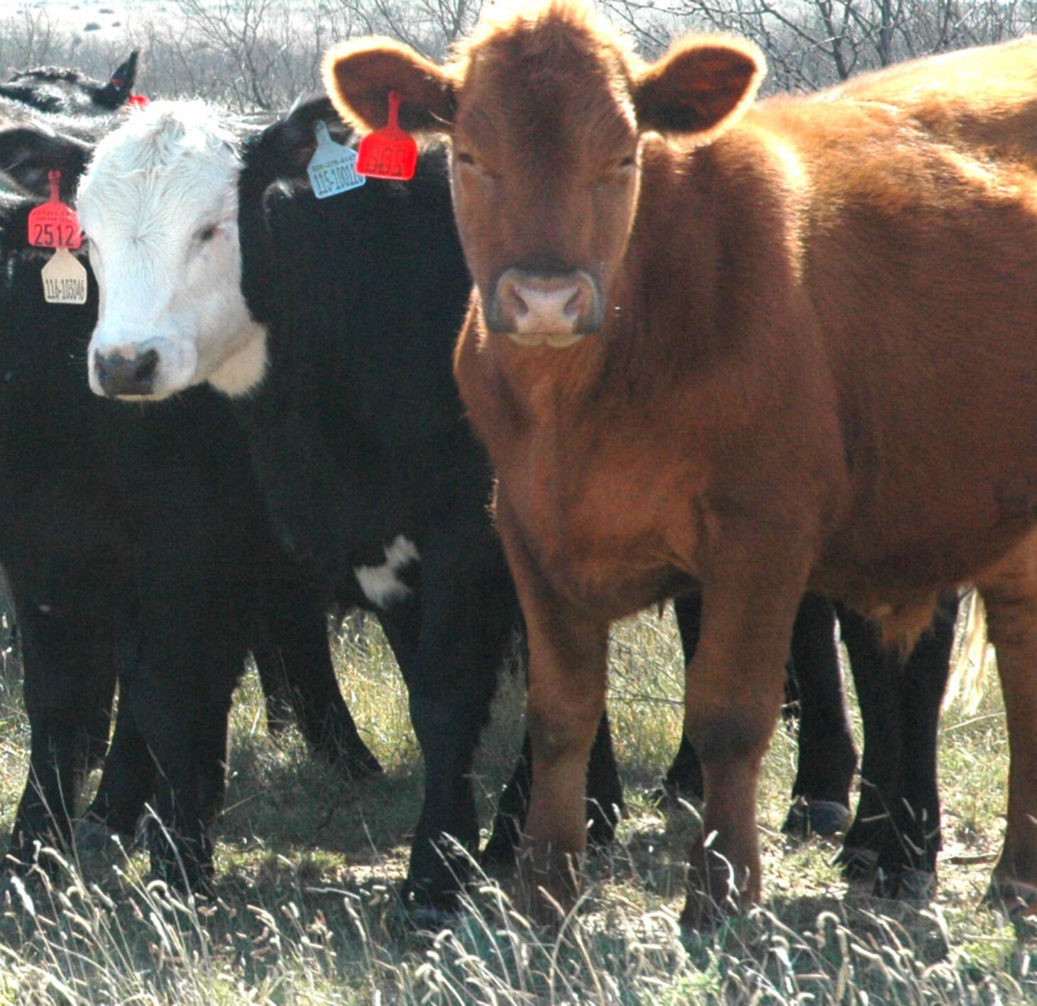 The Role of Stockers in Today’s Cattle Market | Stocker Special ...