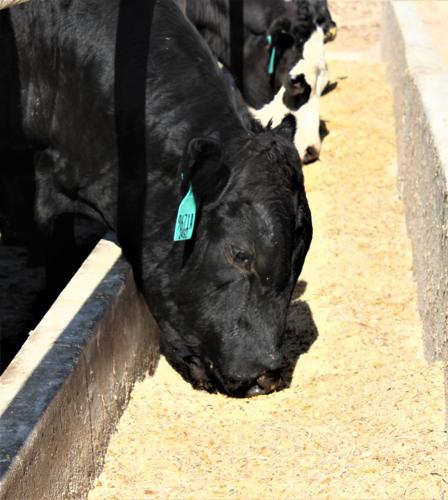 Cattle on Feed | Industry News | feedlotmagazine.com