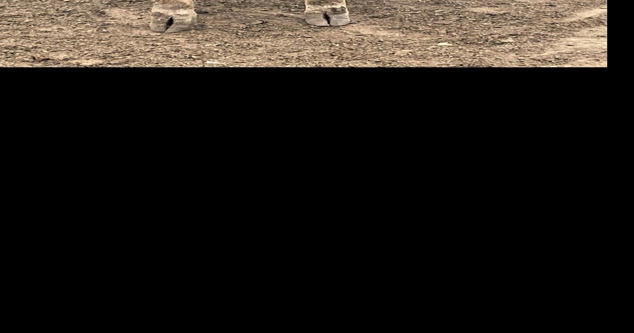 Feedlot Bloat - Prevention and Treatment | Feedlot Special ...