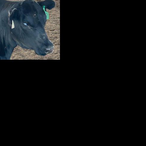 Managing Pinkeye | Cow/Calf Corner | feedlotmagazine.com