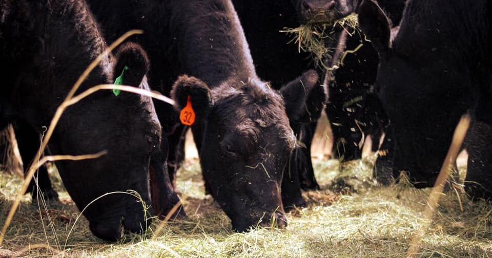 Financial Opportunities of Cull Cow Marketing | Marketing ...