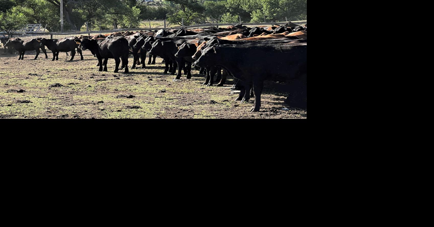 Revisiting Custom Grazing | Stocker Special | feedlotmagazine.com