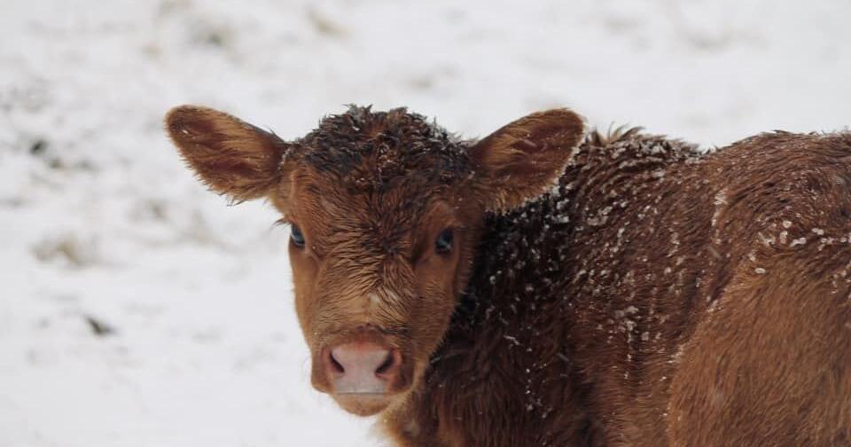 Taking Care of Young Calves in Cold Weather | Cow/Calf Corner ...