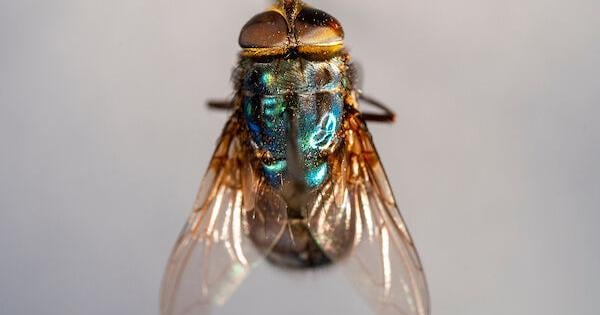 New World Screwworm: Outbreak Moves into Northern Mexico | Industry ...