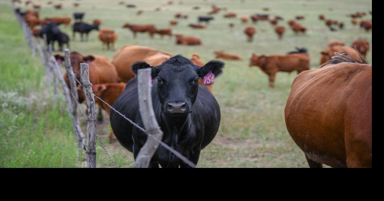 Differences Between High Medium And Low Profit Cow Calf Producers
