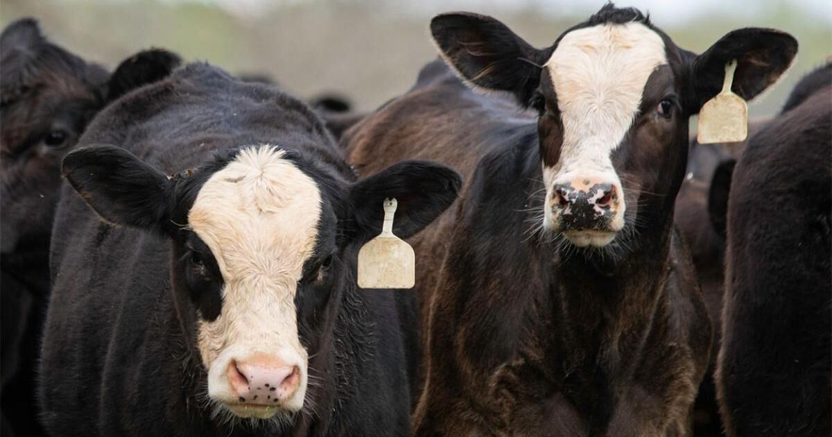 Sell the Feeder Calf, or Create a Yearling? | Stocker Special ...