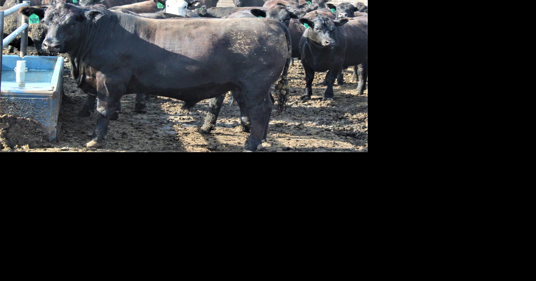 Hydration Status in Sick Feedlot Cattle | Feedlot Special ...