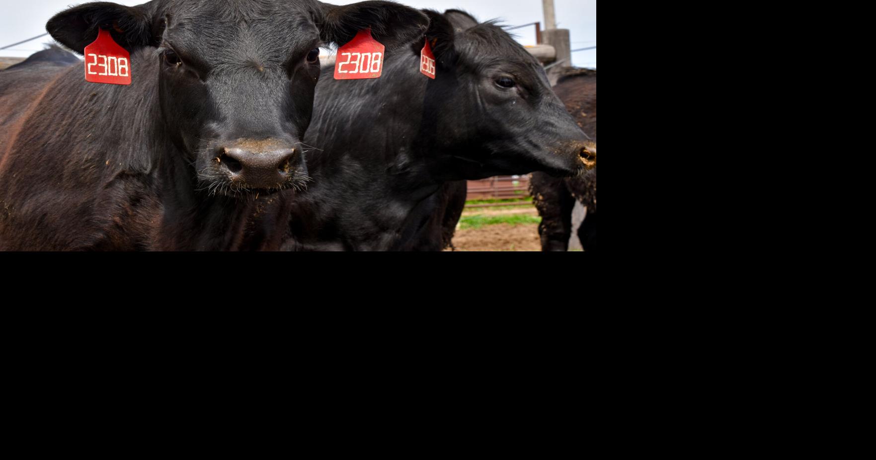 Great Plains Heifer Development Program Recaps First Year | Cow/Calf ...