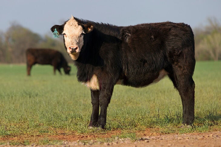Maintaining Calf Productivity When Wheat Pasture is Short | Stocker ...